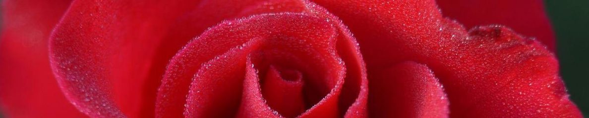 cropped-cropped-cropped-rose-fb-red1.jpg